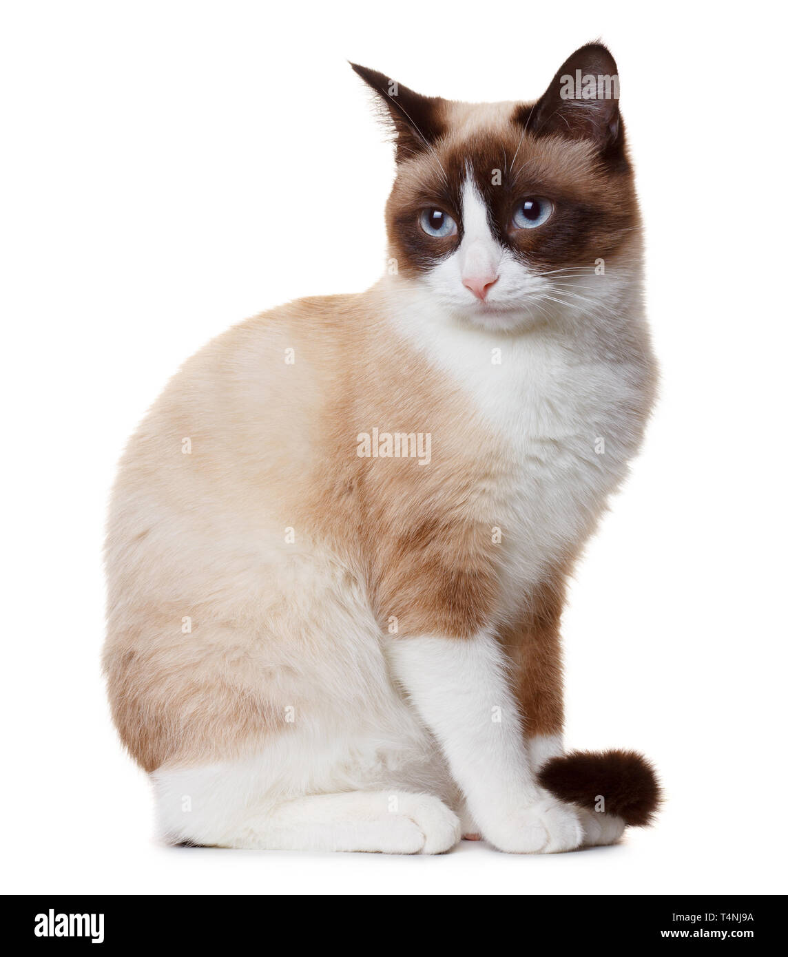 Snowshoe cat kitten cut out Banque de photographies et d’images à haute ...
