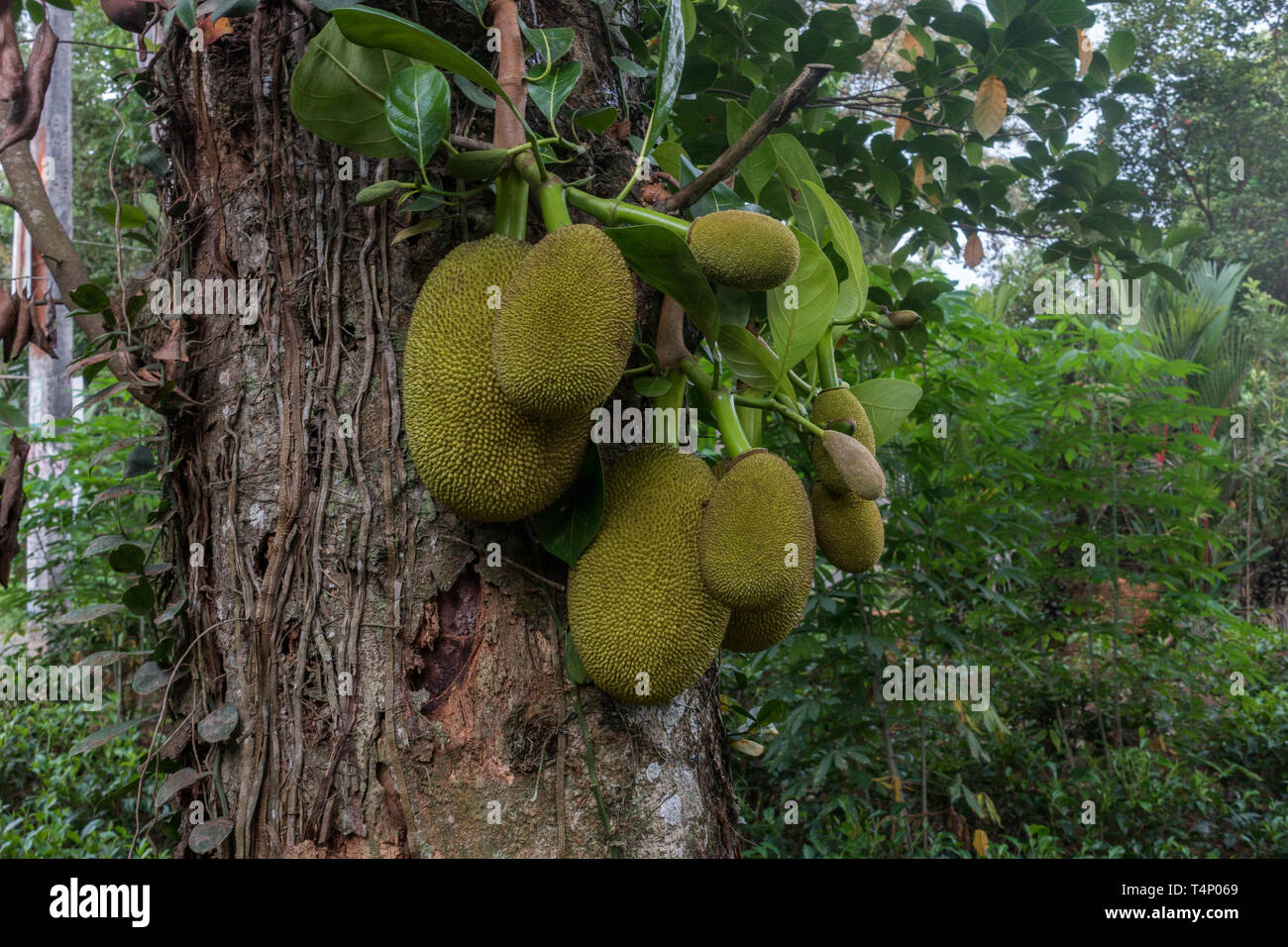 Artocarpus heterophyllus Jack fruit hanging on tree. Jaque appartient à ...