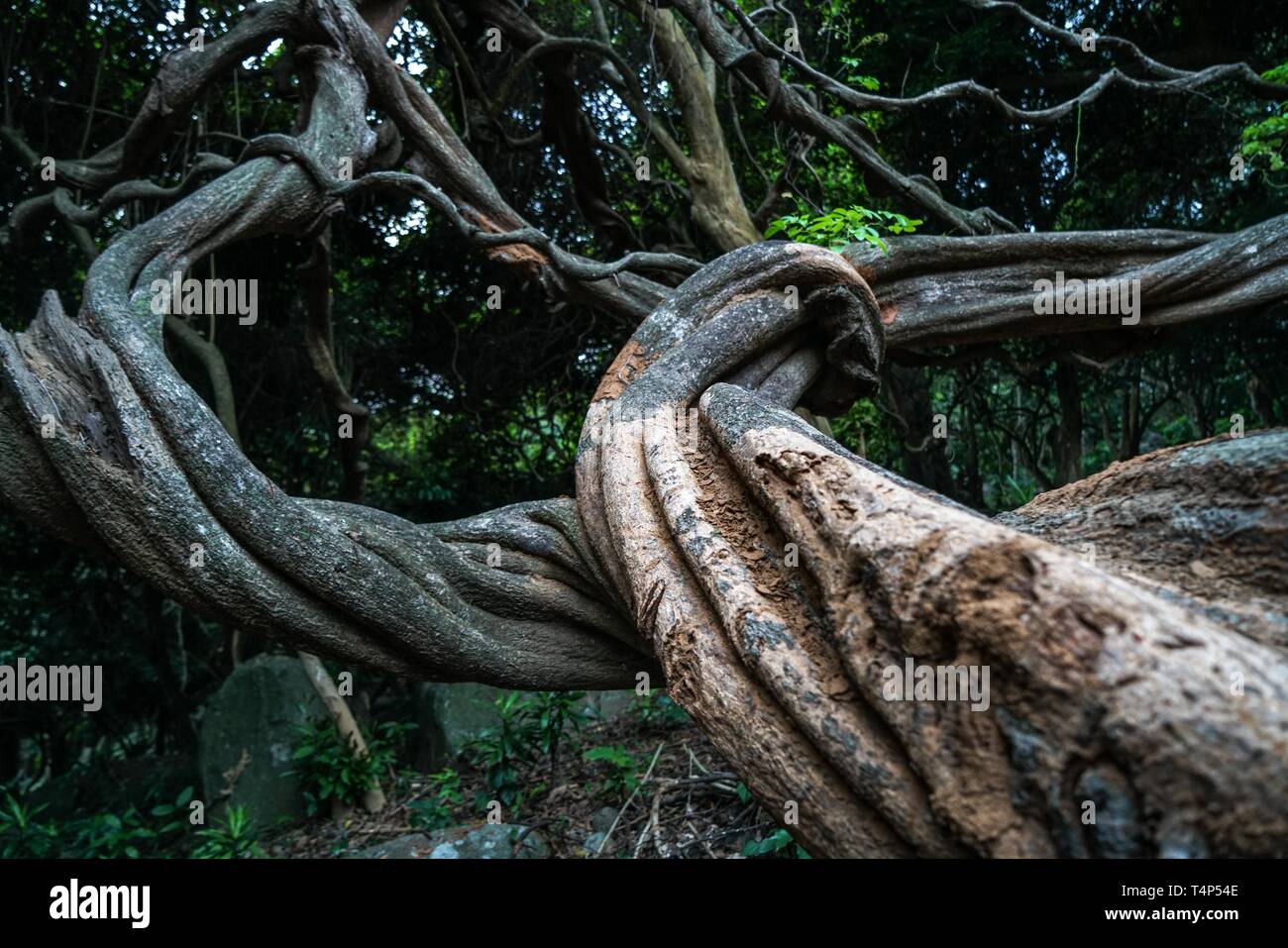Branches tordues Banque de photographies et d’images à haute résolution ...