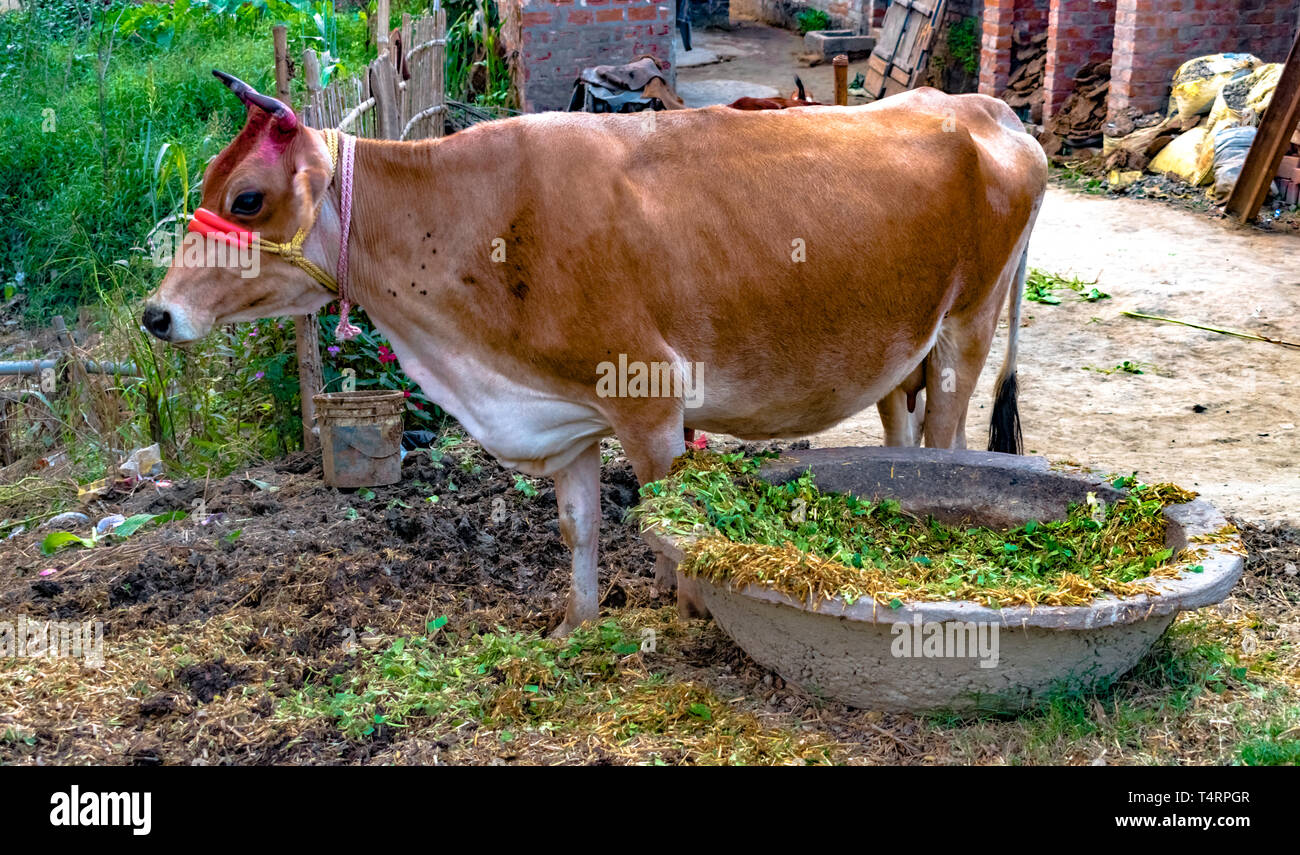Vache gaushala Banque de photographies et d’images à haute résolution ...