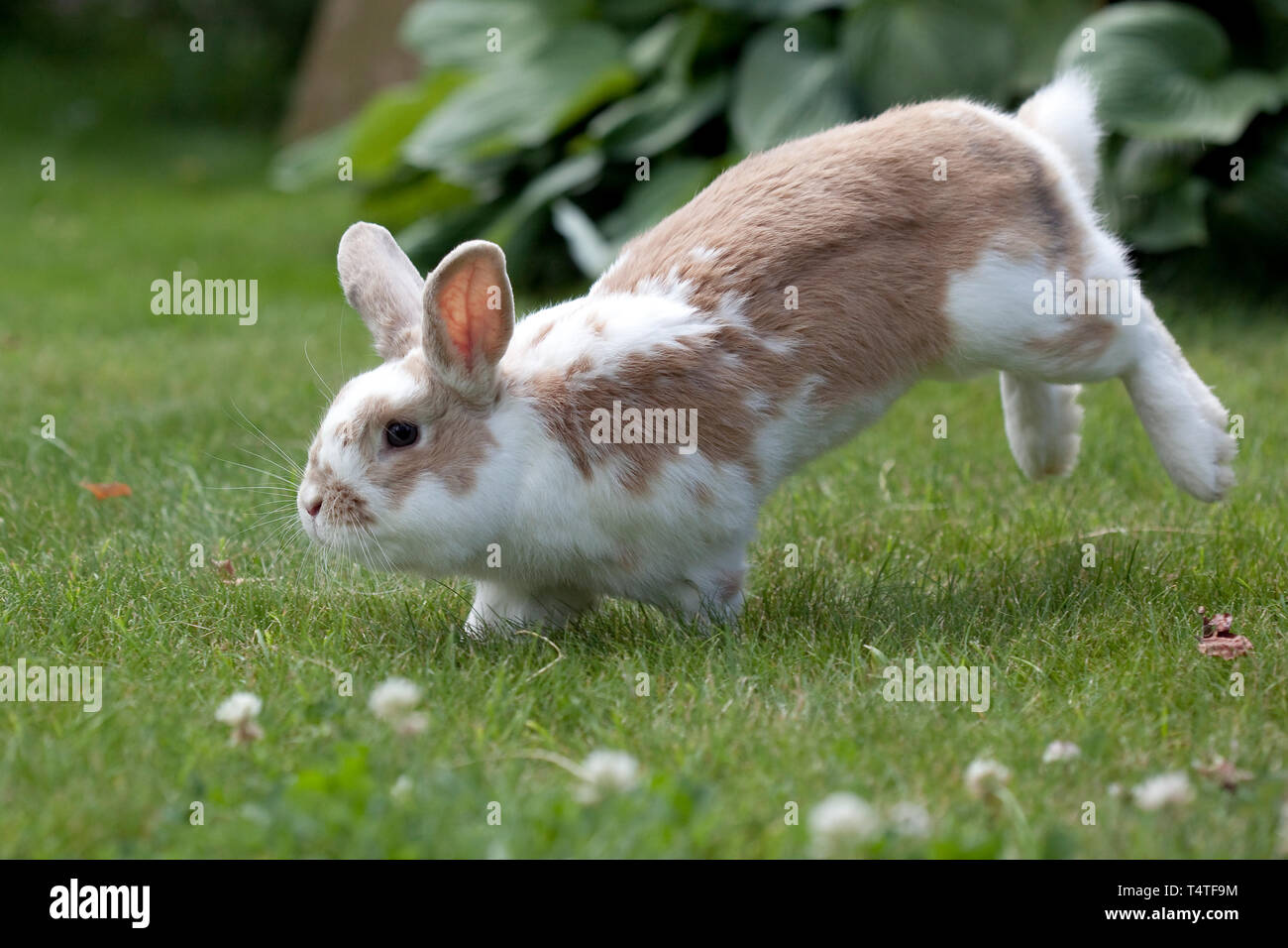 Lapin qui saute Banque de photographies et d’images à haute résolution - Alamy