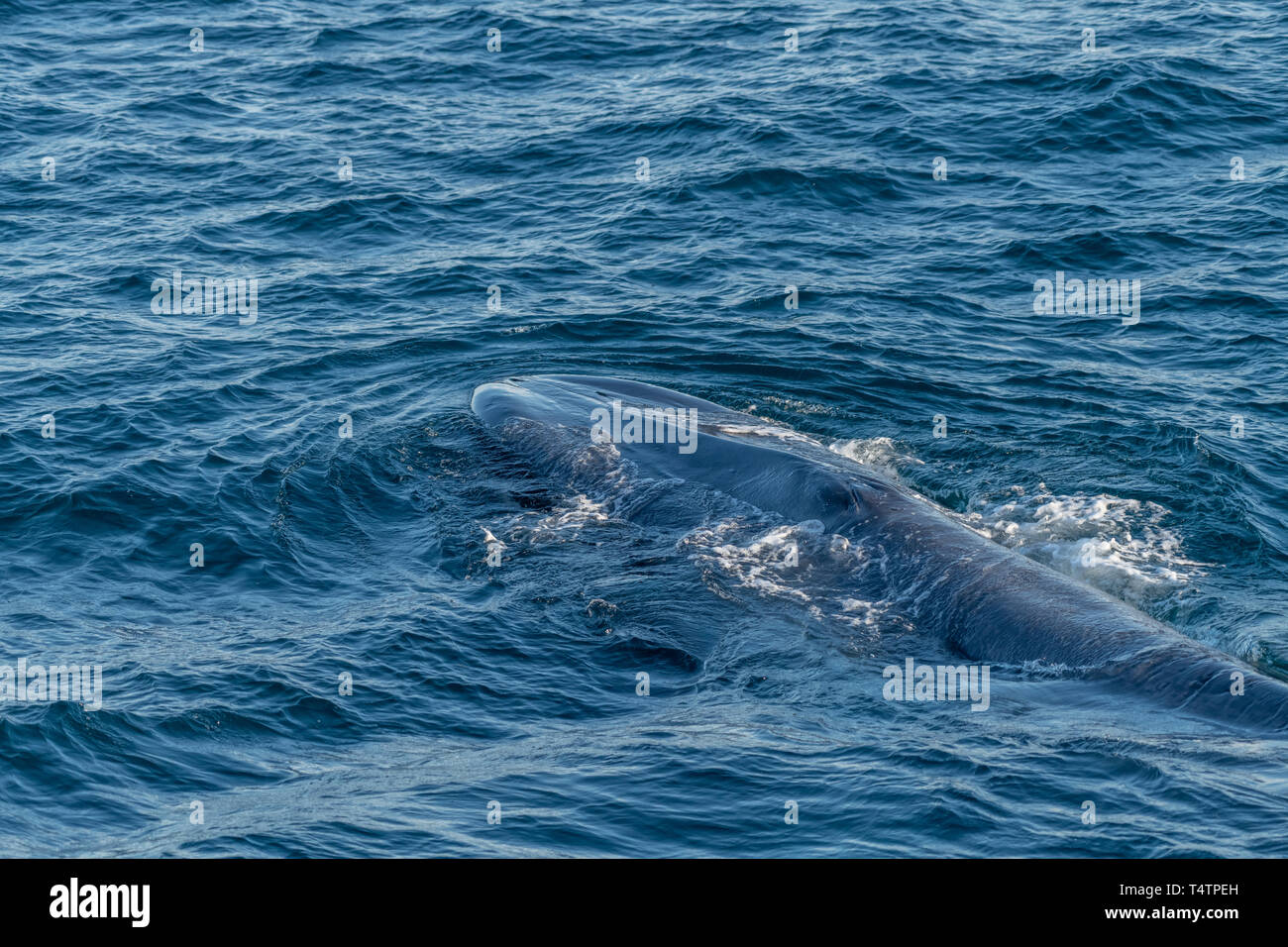 Rorqual bleu (Balaenoptera musculus) alimentation fente au large de la ...