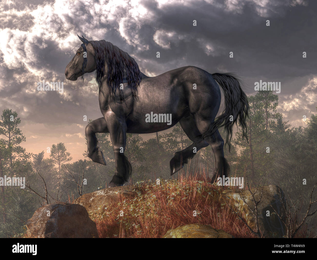 Cheval percheron noir Banque de photographies et d’images à haute ...