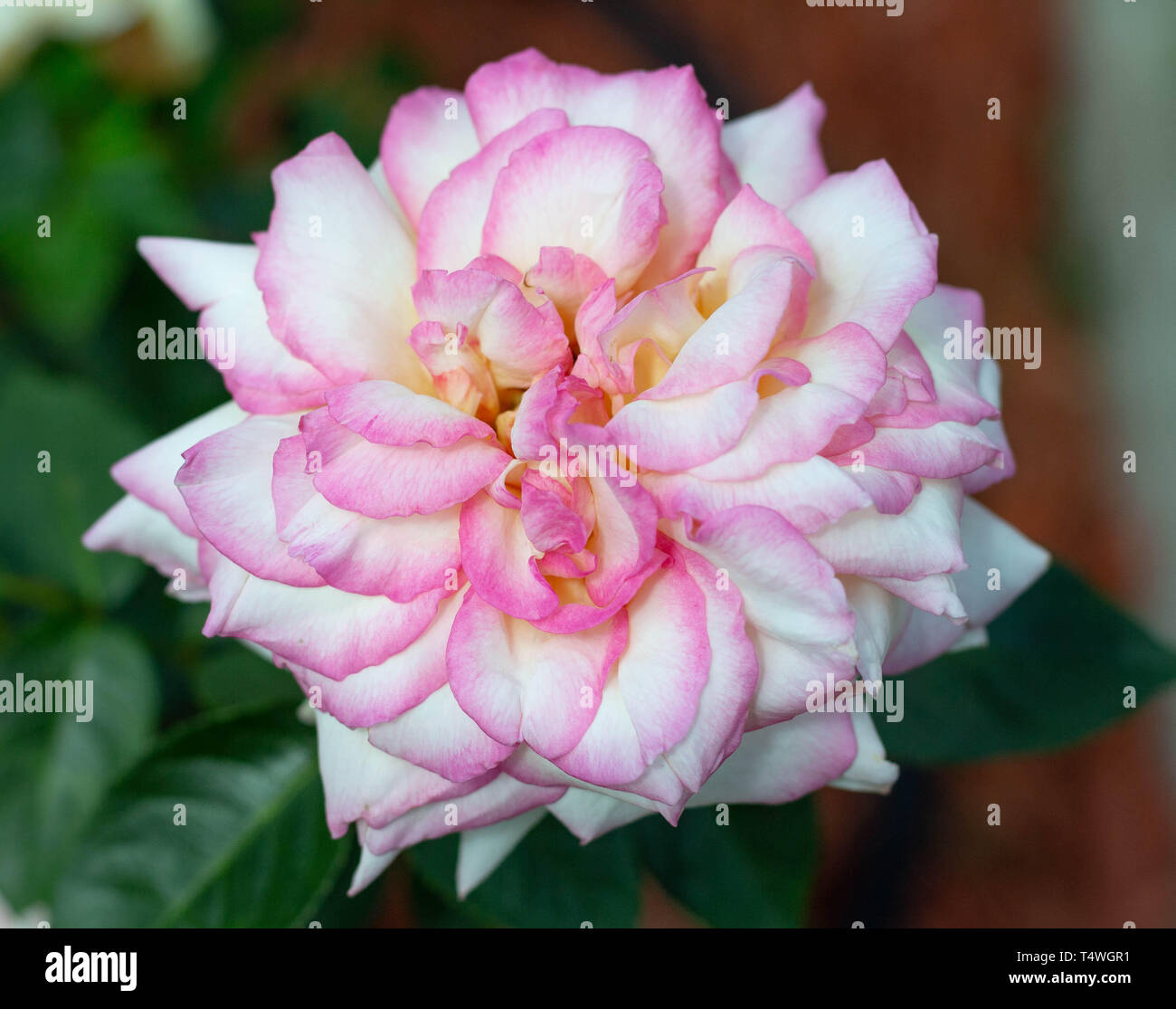 Roses deux tons Banque de photographies et d’images à haute résolution ...
