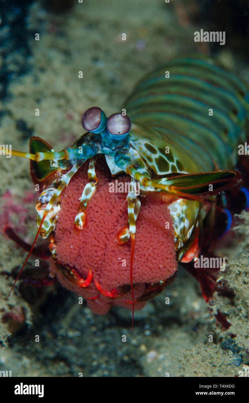 Peacock mantis shrimp odontodactylus scyllarus Banque de photographies ...