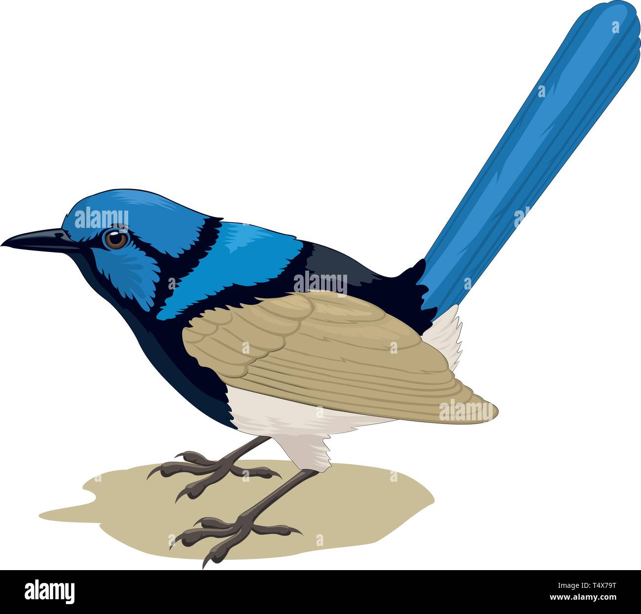 Blue wren Banque d'images vectorielles - Alamy