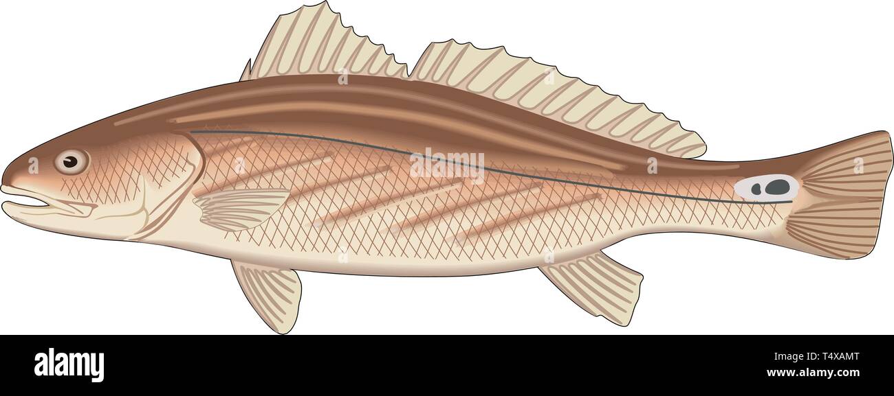 Canal basse Banque d'images vectorielles - Alamy