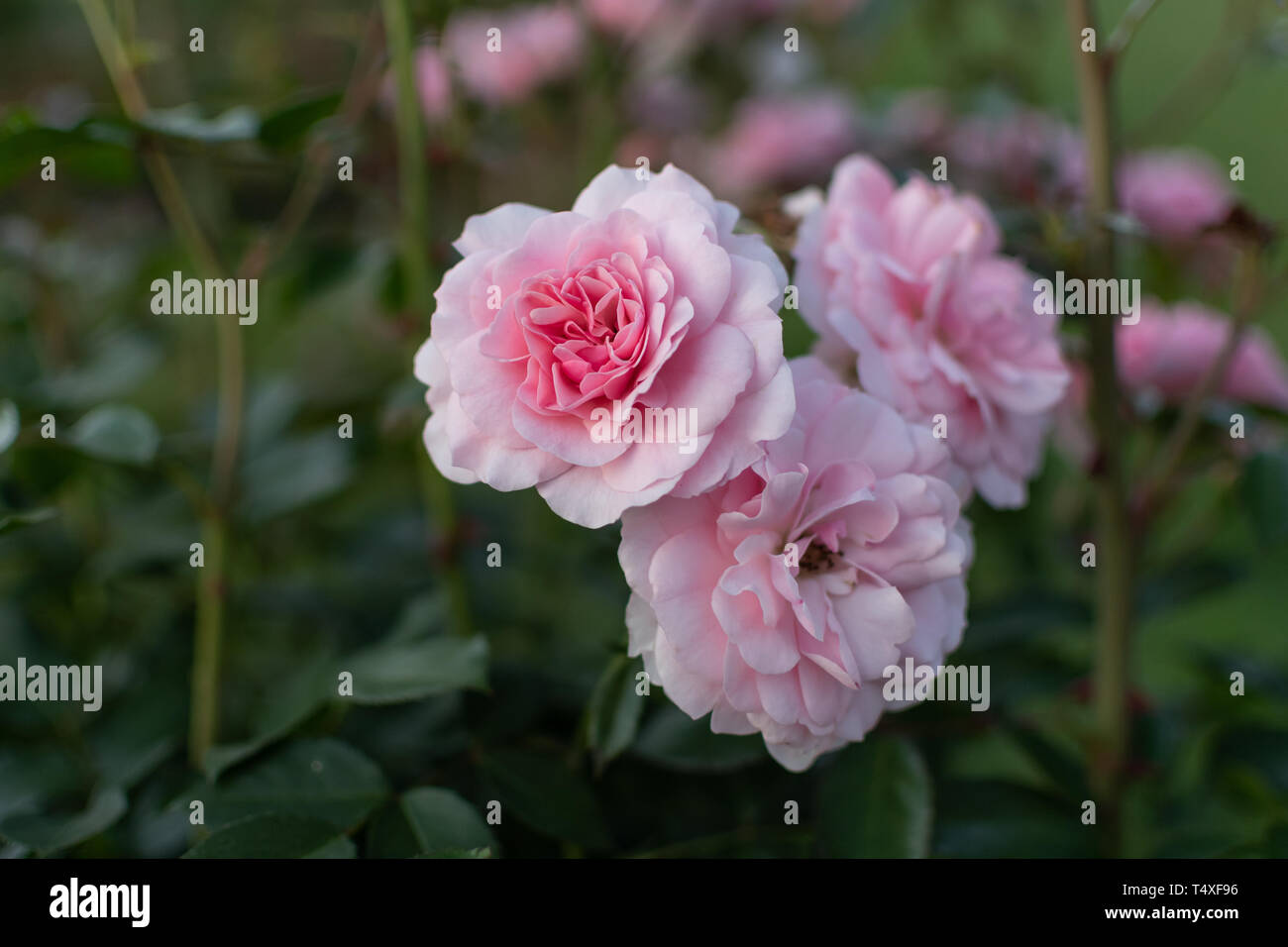 Pale roses Banque de photographies et d’images à haute résolution - Alamy
