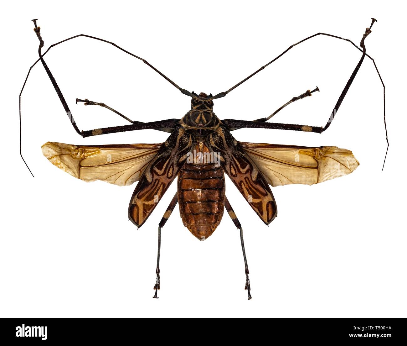 Acrocinus longimanus Banque de photographies et d’images à haute ...