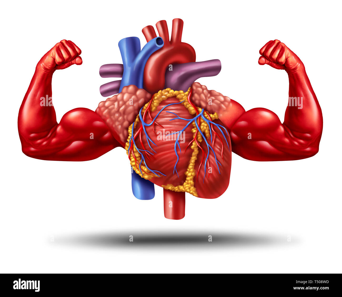 Cardiac muscle Banque d'images détourées - Alamy