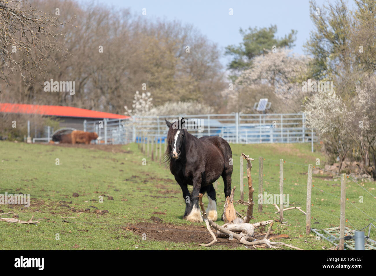 Irish cob Banque de photographies et d’images à haute résolution - Alamy