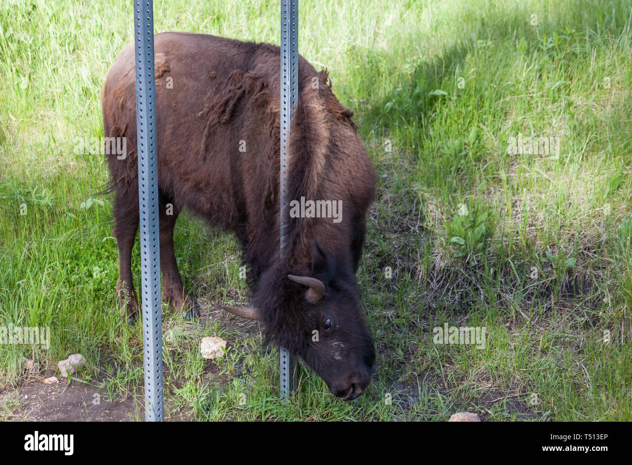 Un jeune bison se gratter les cou sur un poteau de signalisation sur le ...