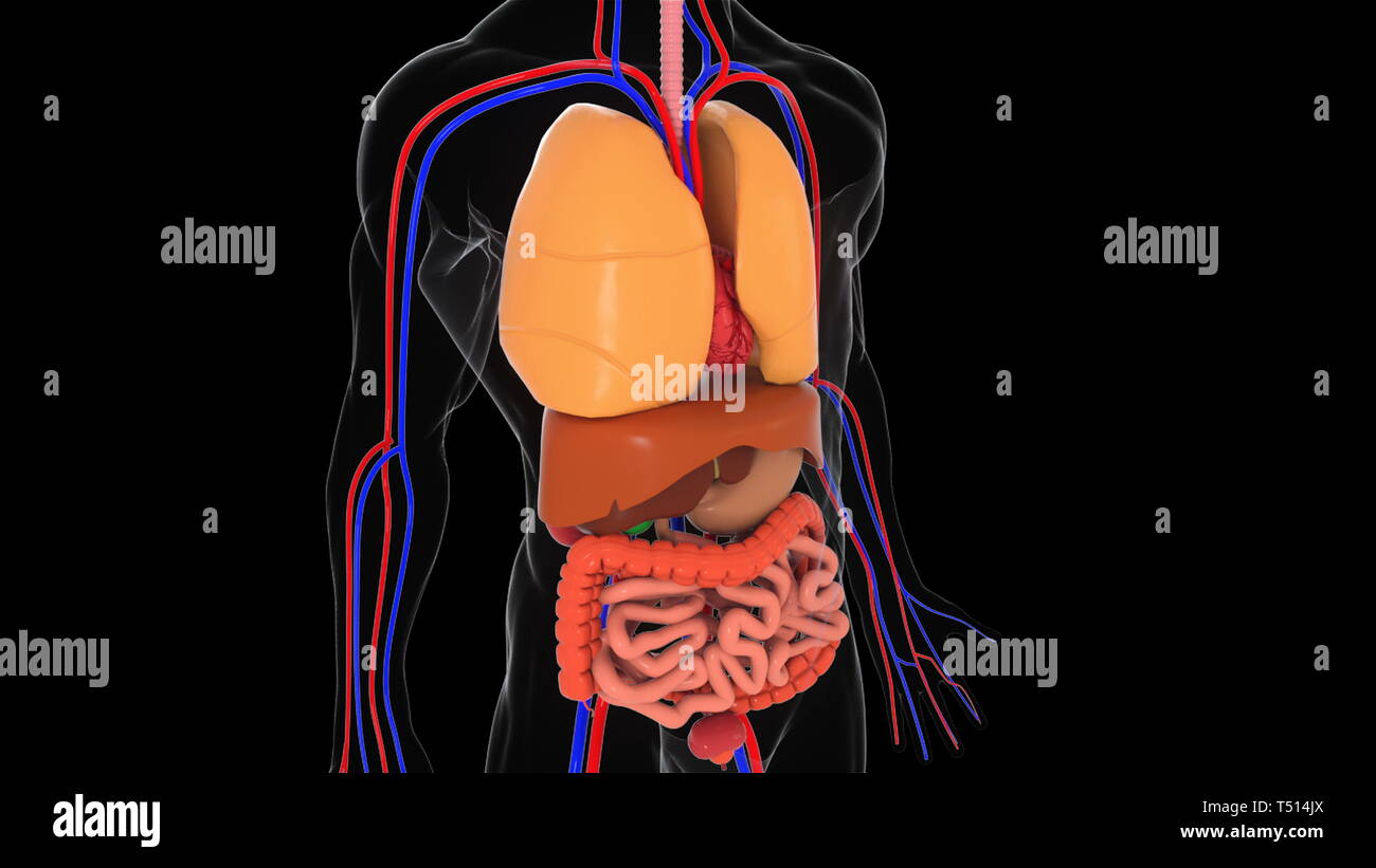 Modèle de corps humain anatomie, rendu 3d arrière-plan, une partie de ...