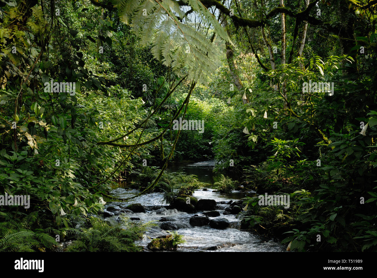 La forêt dense en afrique Banque de photographies et d’images à haute ...