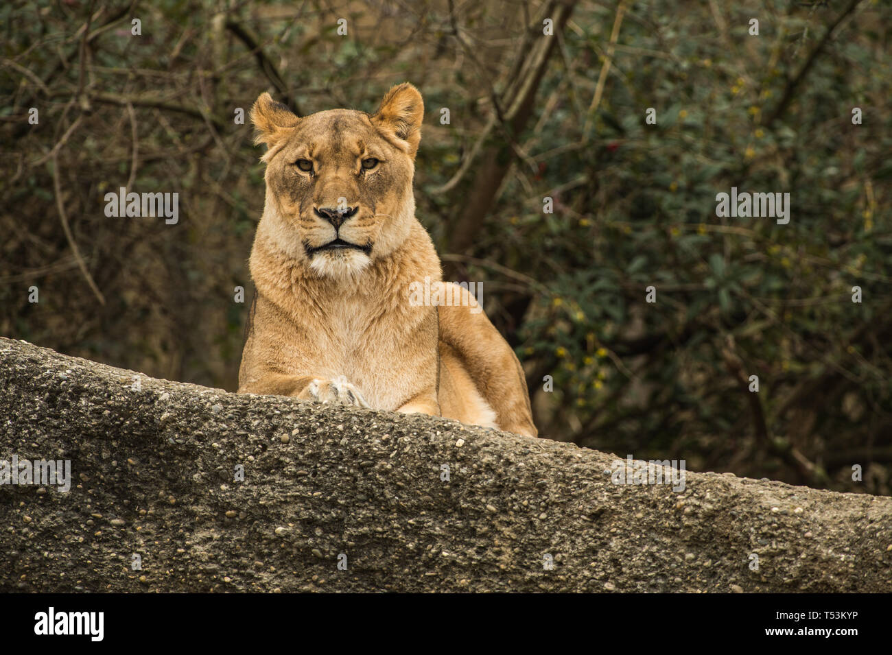 Zoo in basel Banque de photographies et d’images à haute résolution - Alamy