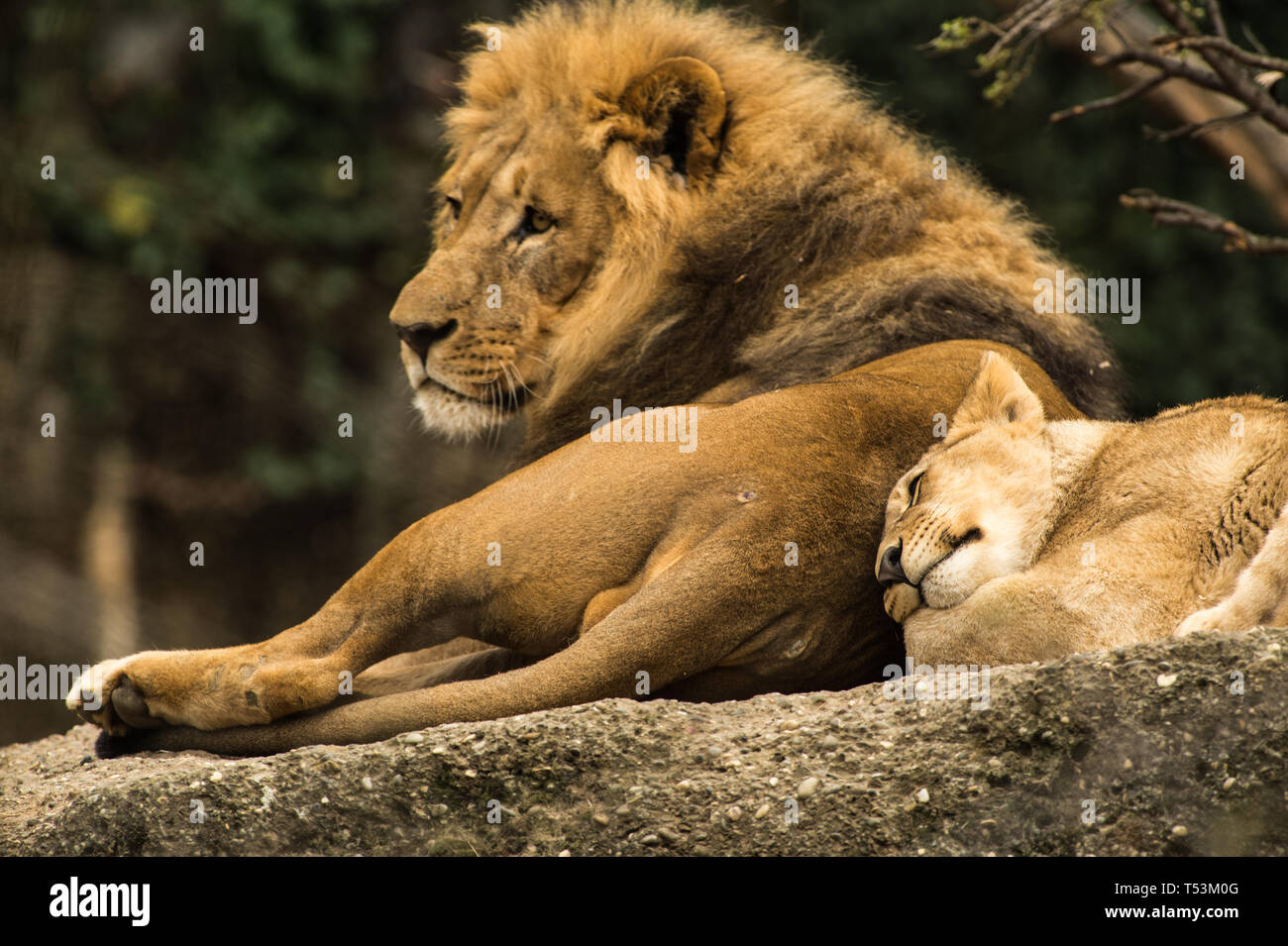 Zoo in basel Banque de photographies et d’images à haute résolution - Alamy