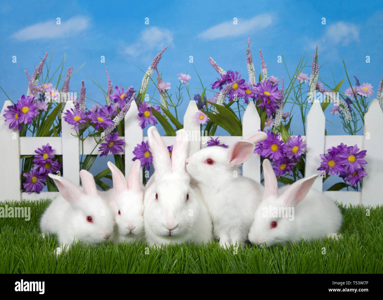 Lapins bruns ou blancs Banque de photographies et d’images à haute ...