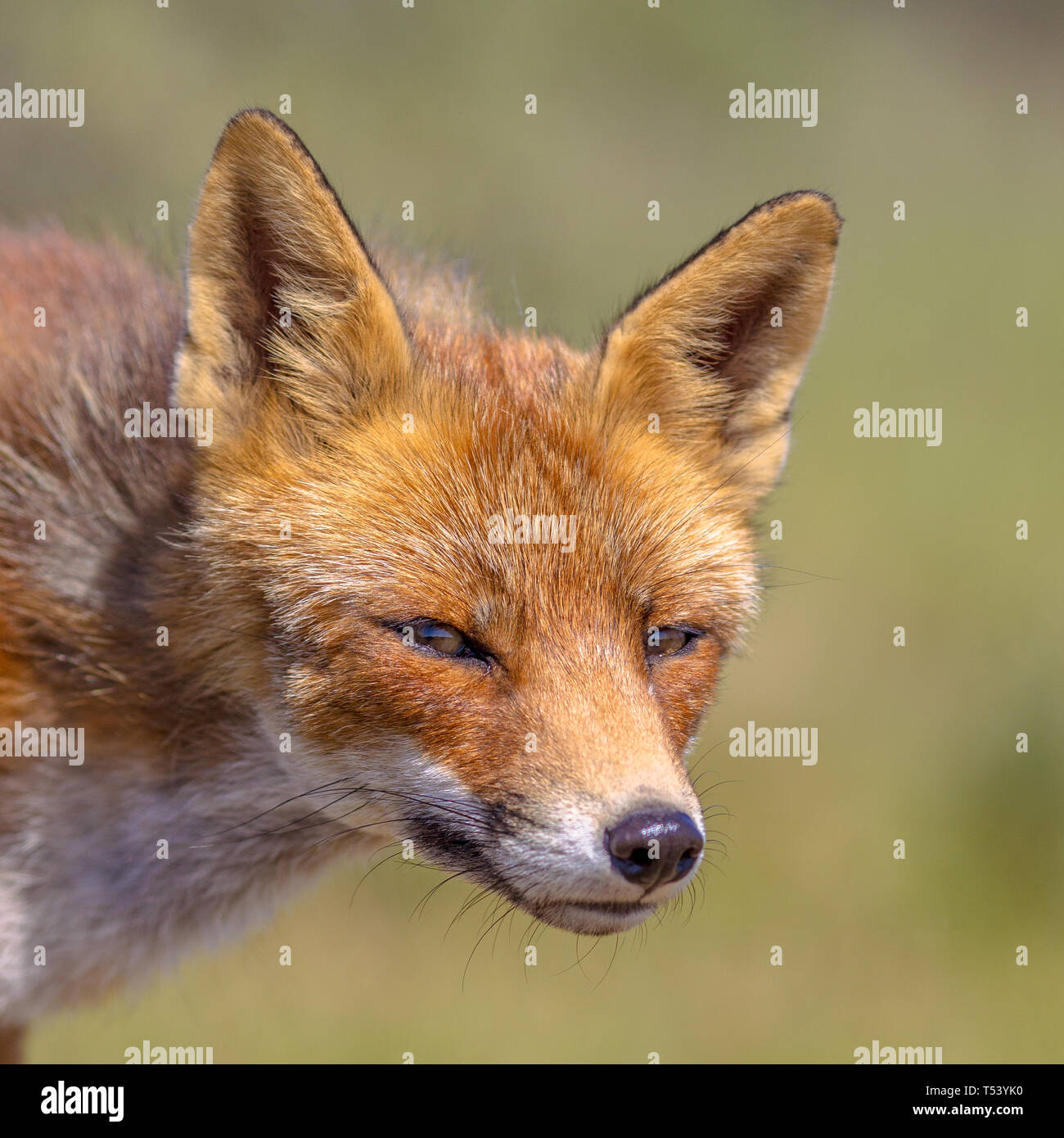 Le renard roux (Vulpes vulpes) portrait avec un fond vert. Ce bel ...