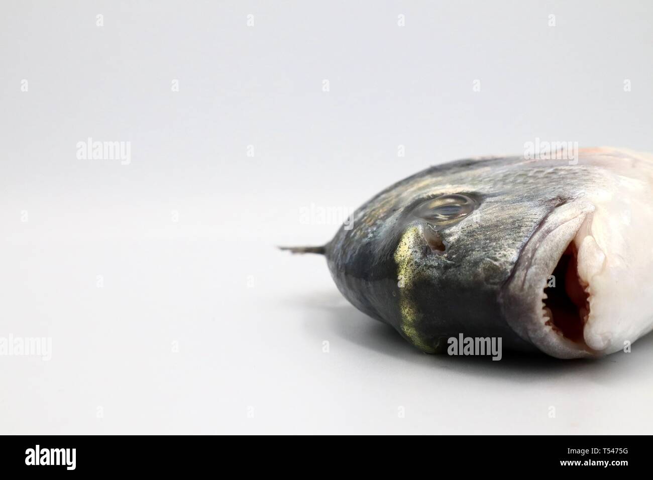 La dorade Sparus aurata, poisson de la famille Sparidés Daurade Photo ...