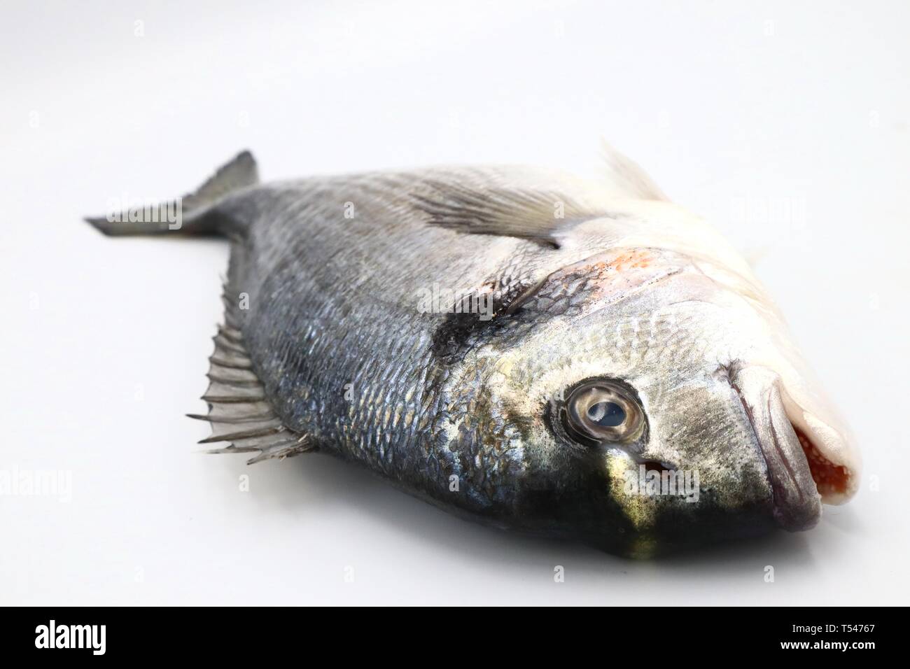 La dorade Sparus aurata, poisson de la famille Sparidés Daurade Photo ...