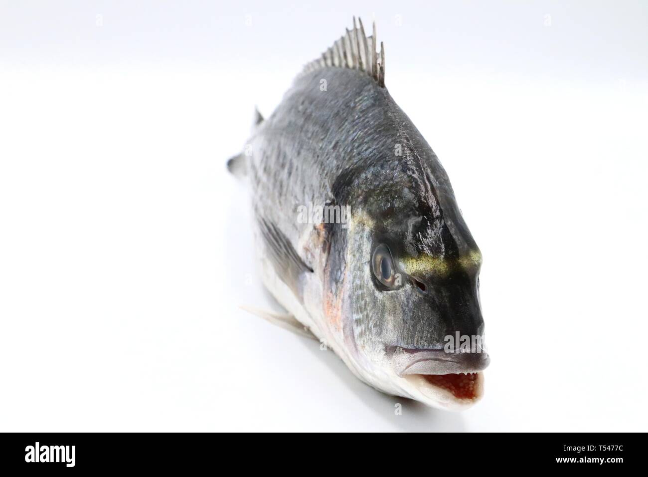 La dorade Sparus aurata, poisson de la famille Sparidés Daurade Photo ...
