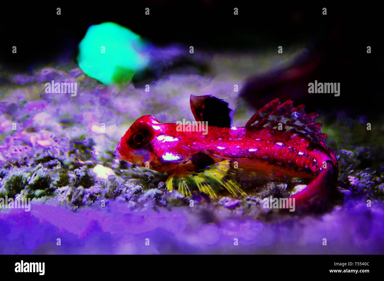 Dragonet rouge Banque de photographies et d’images à haute résolution ...