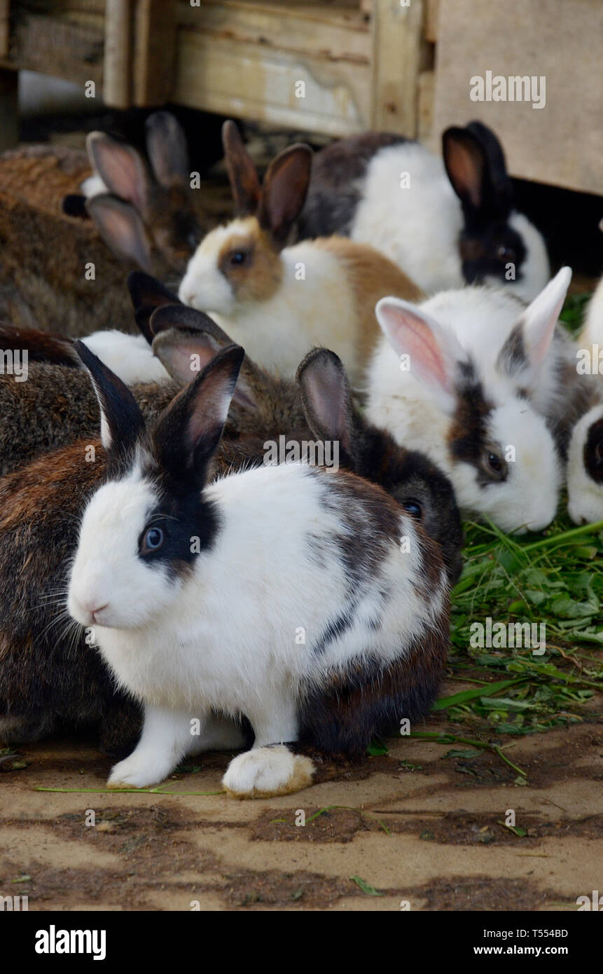Famille de lapins Banque de photographies et d’images à haute ...