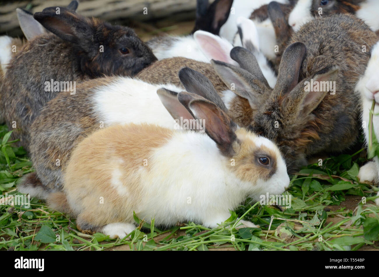 Famille de lapins Banque de photographies et d’images à haute ...