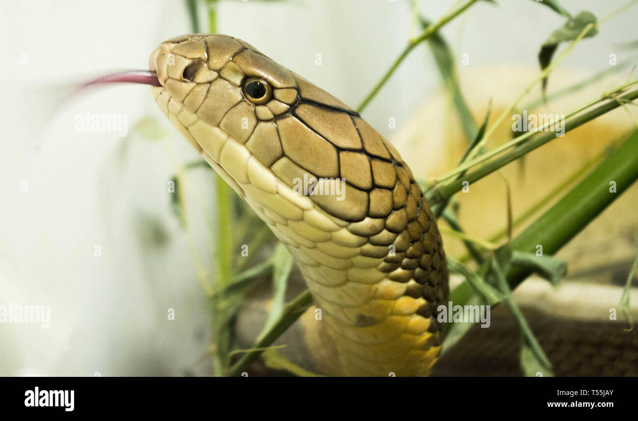 King cobra fangs Banque de photographies et d’images à haute résolution ...