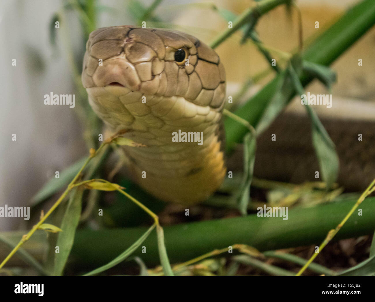 King cobra fangs Banque de photographies et d’images à haute résolution ...