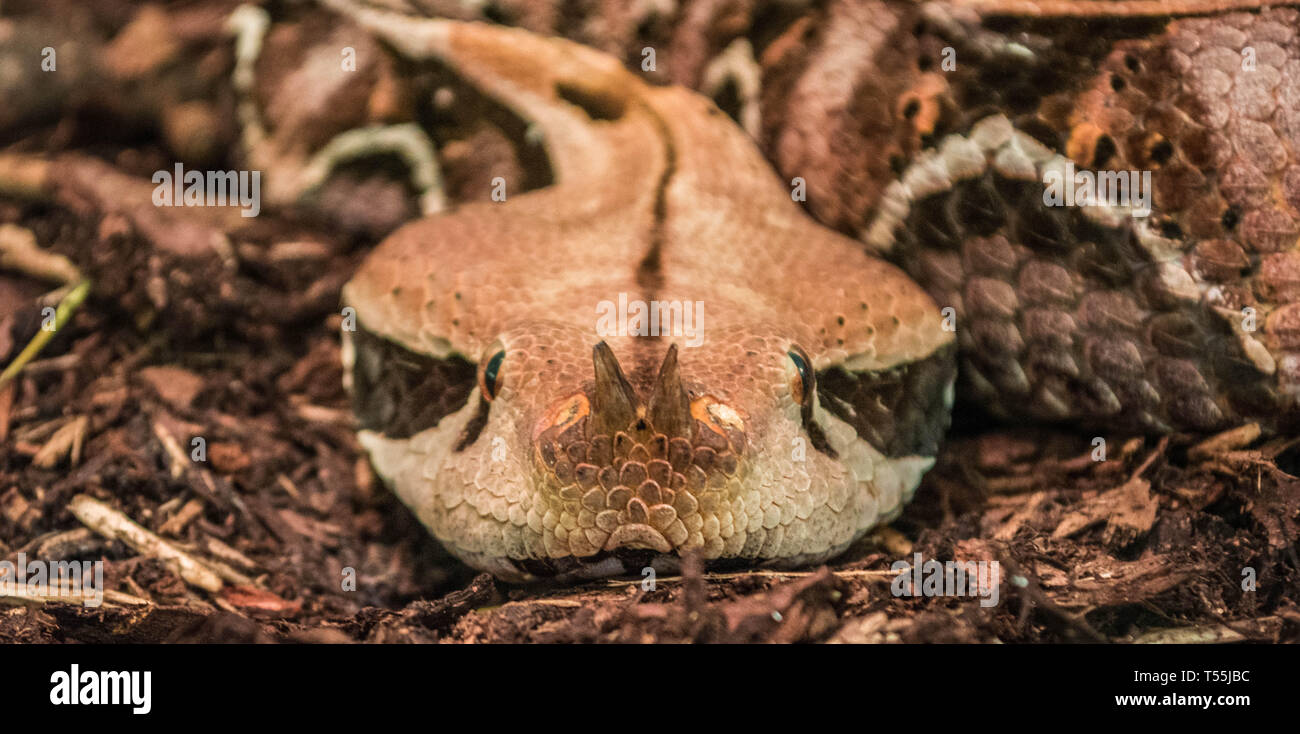 Bitis rhinoceros Banque de photographies et d’images à haute résolution ...