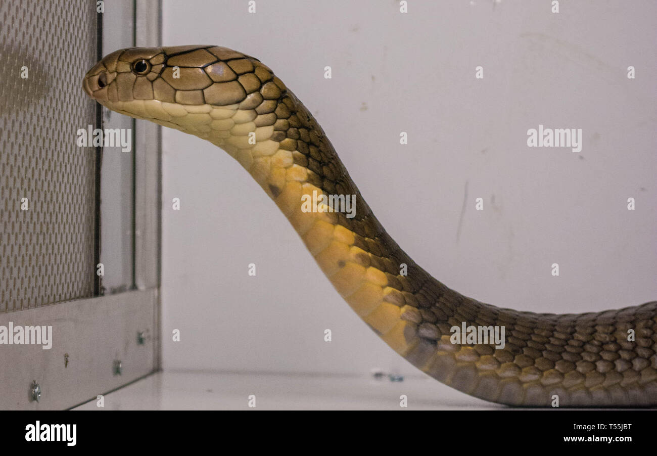King cobra fangs Banque de photographies et d’images à haute résolution ...
