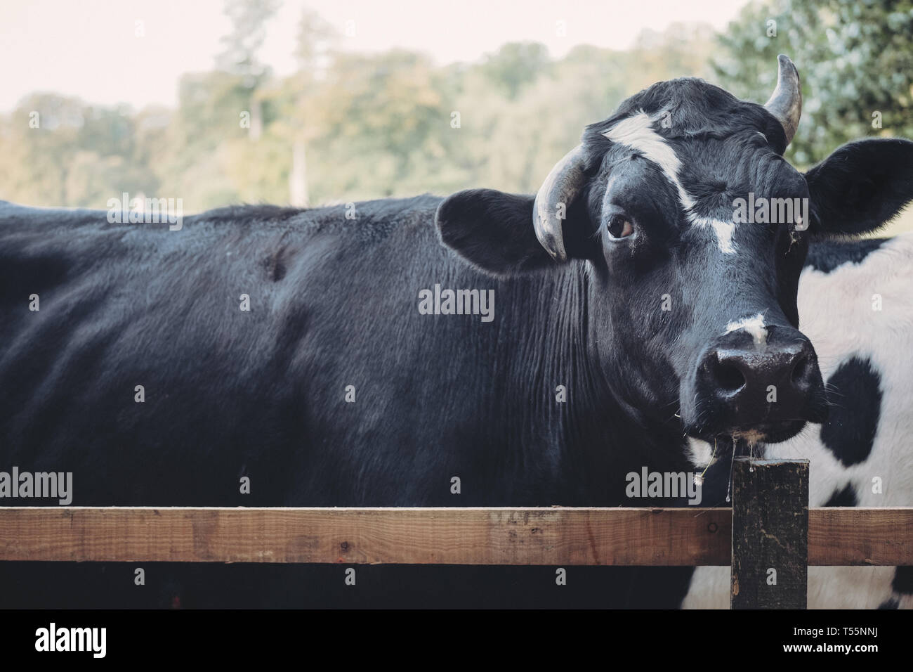 Vache noire et blanche avec des cornes Banque de photographies et d’images à haute résolution ...