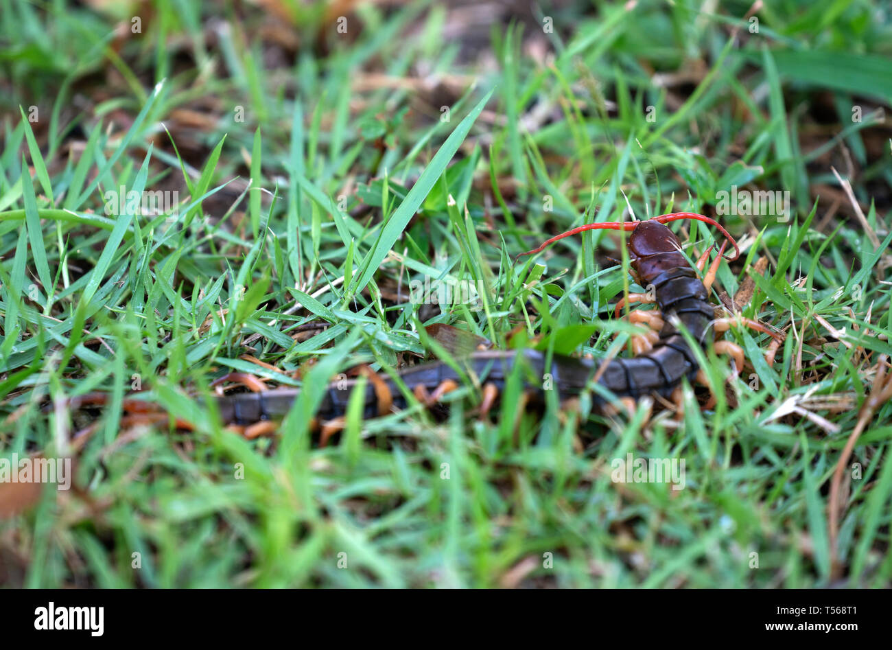 Insecte vert venimeux Banque de photographies et d’images à haute ...
