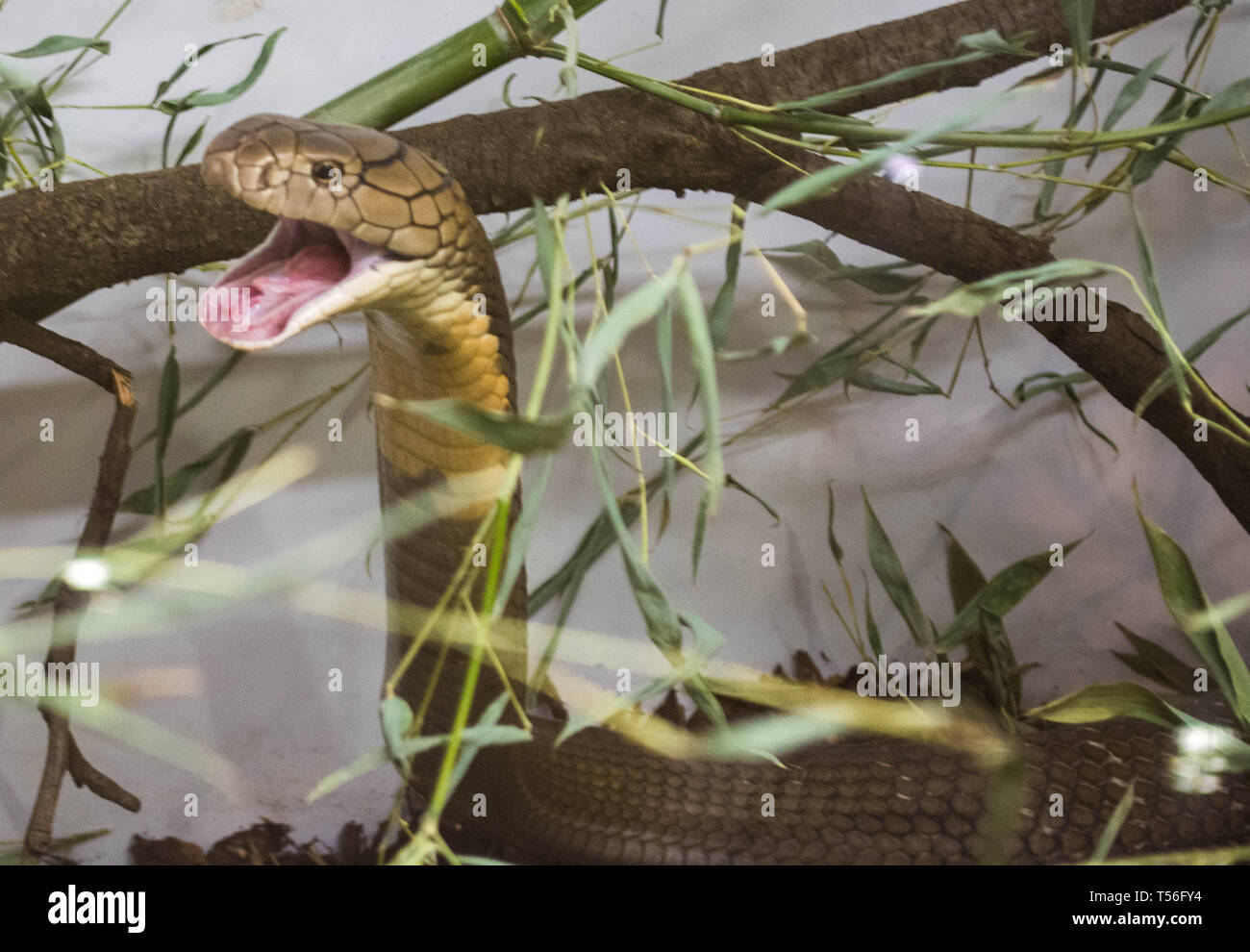 King cobra fangs Banque de photographies et d’images à haute résolution ...