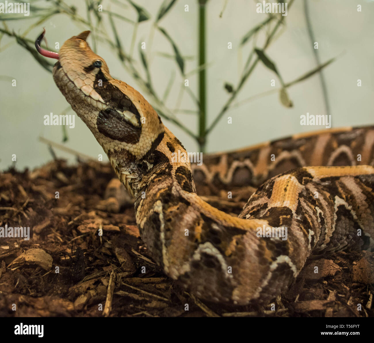 Bitis gabonica rhinoceros Banque de photographies et d’images à haute ...