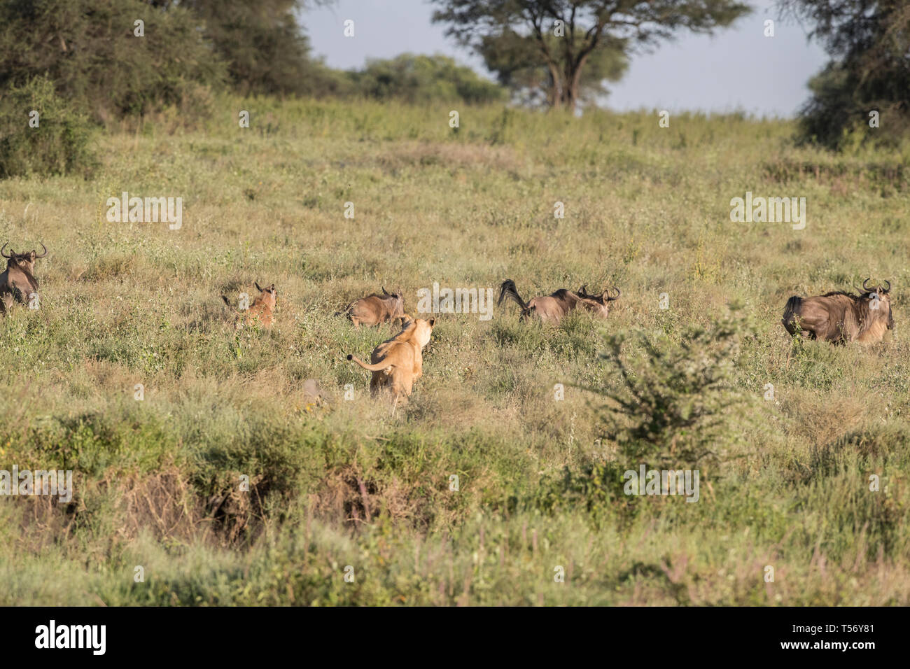 Lion chassant gnou Banque de photographies et d’images à haute résolution - Alamy