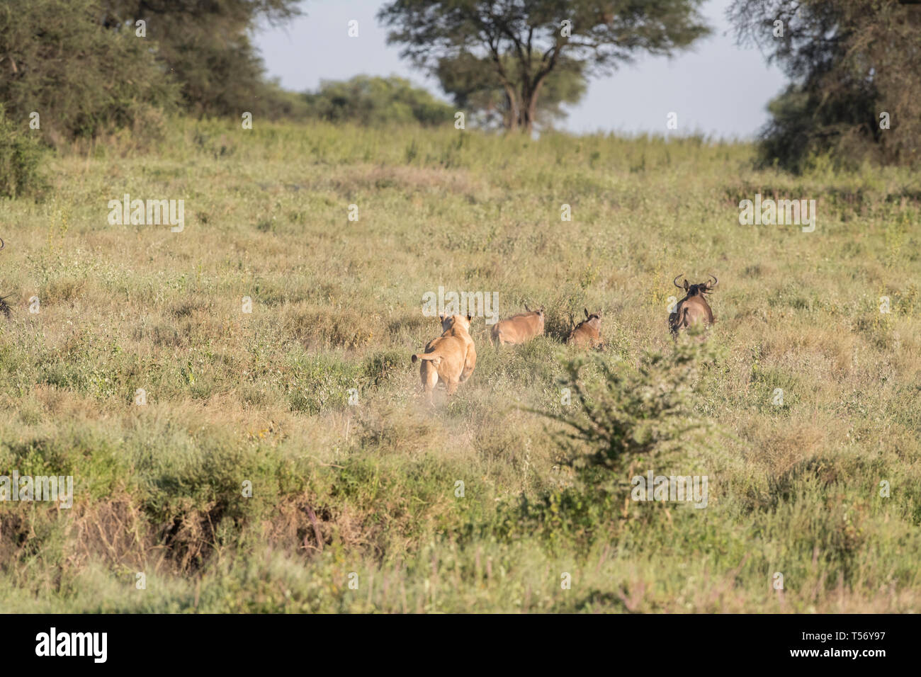 Lionne chasse gnou Banque de photographies et d’images à haute résolution - Alamy