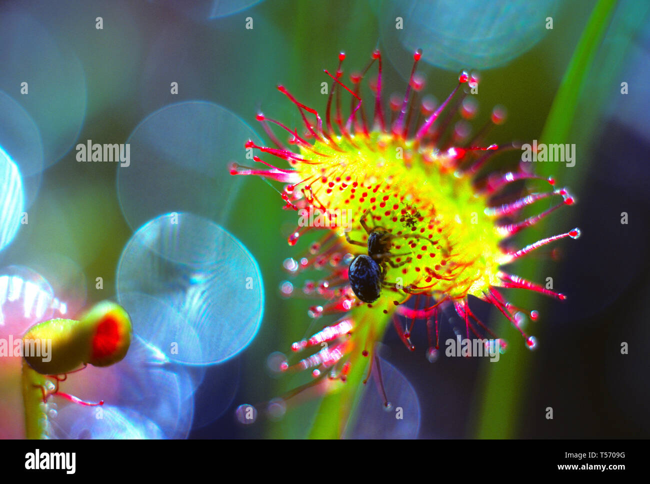 Drosera speceis Banque de photographies et d’images à haute résolution ...