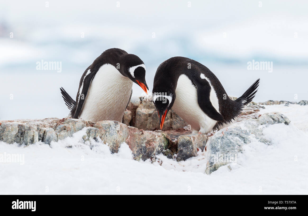Couple pingouin Banque de photographies et d’images à haute résolution ...