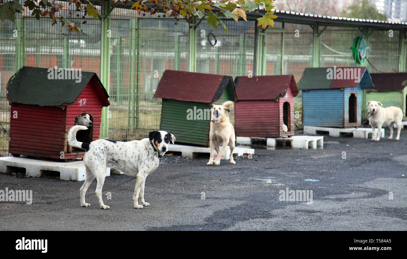 Chien istanbul Banque de photographies et d’images à haute résolution ...