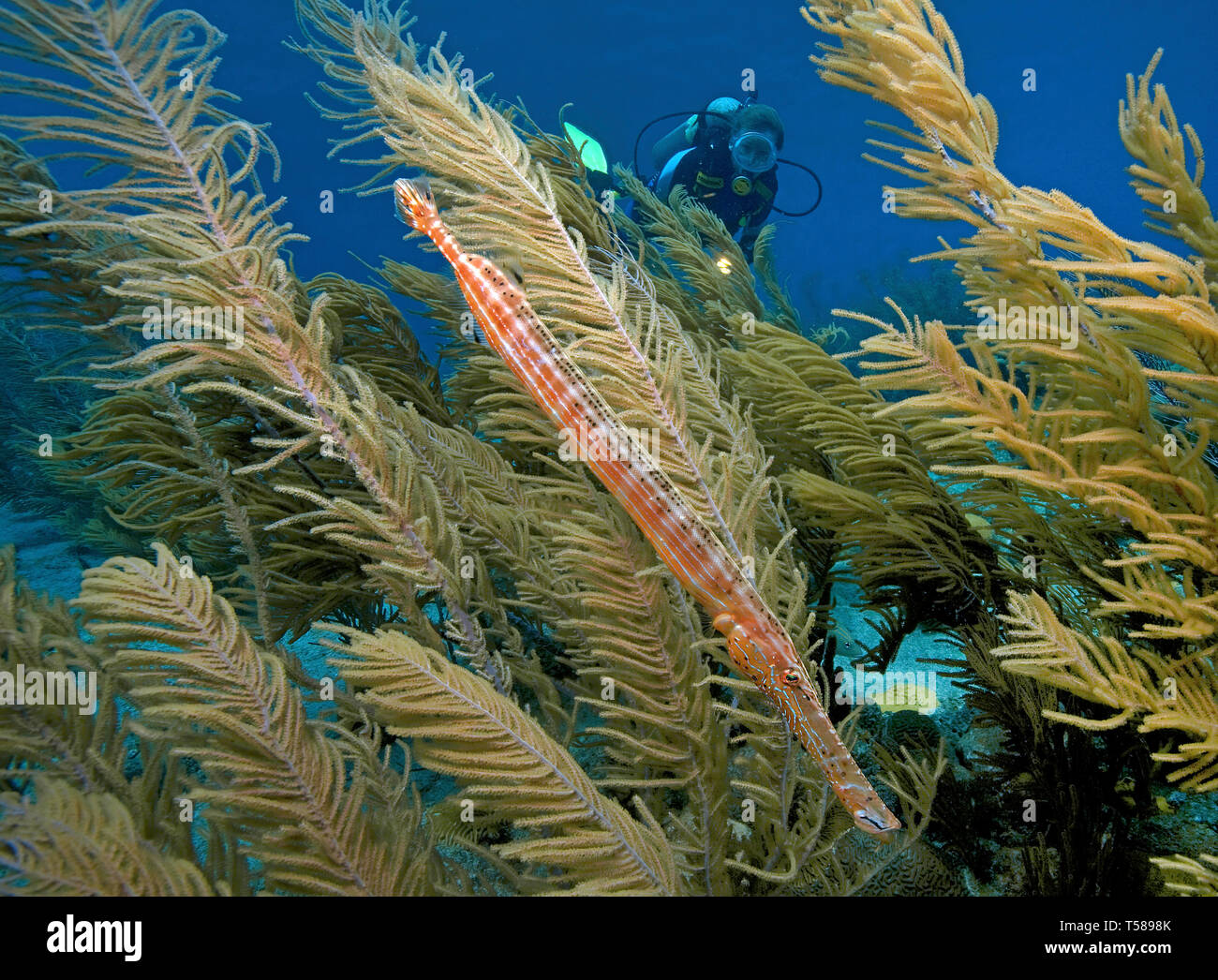 Atlantique Ouest poissons-trompette ou poissons-Trompette (Aulostomus ...