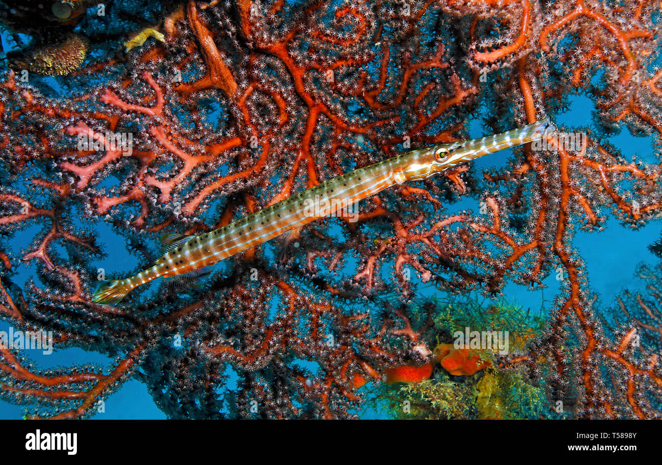 Atlantique Ouest poissons-trompette ou poissons-Trompette (Aulostomus ...