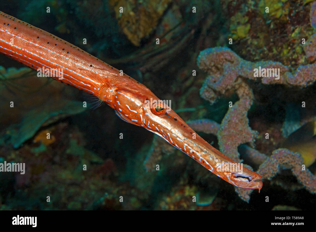 Poisson Trompette Des Caraibes Banque d'image et photos - Alamy