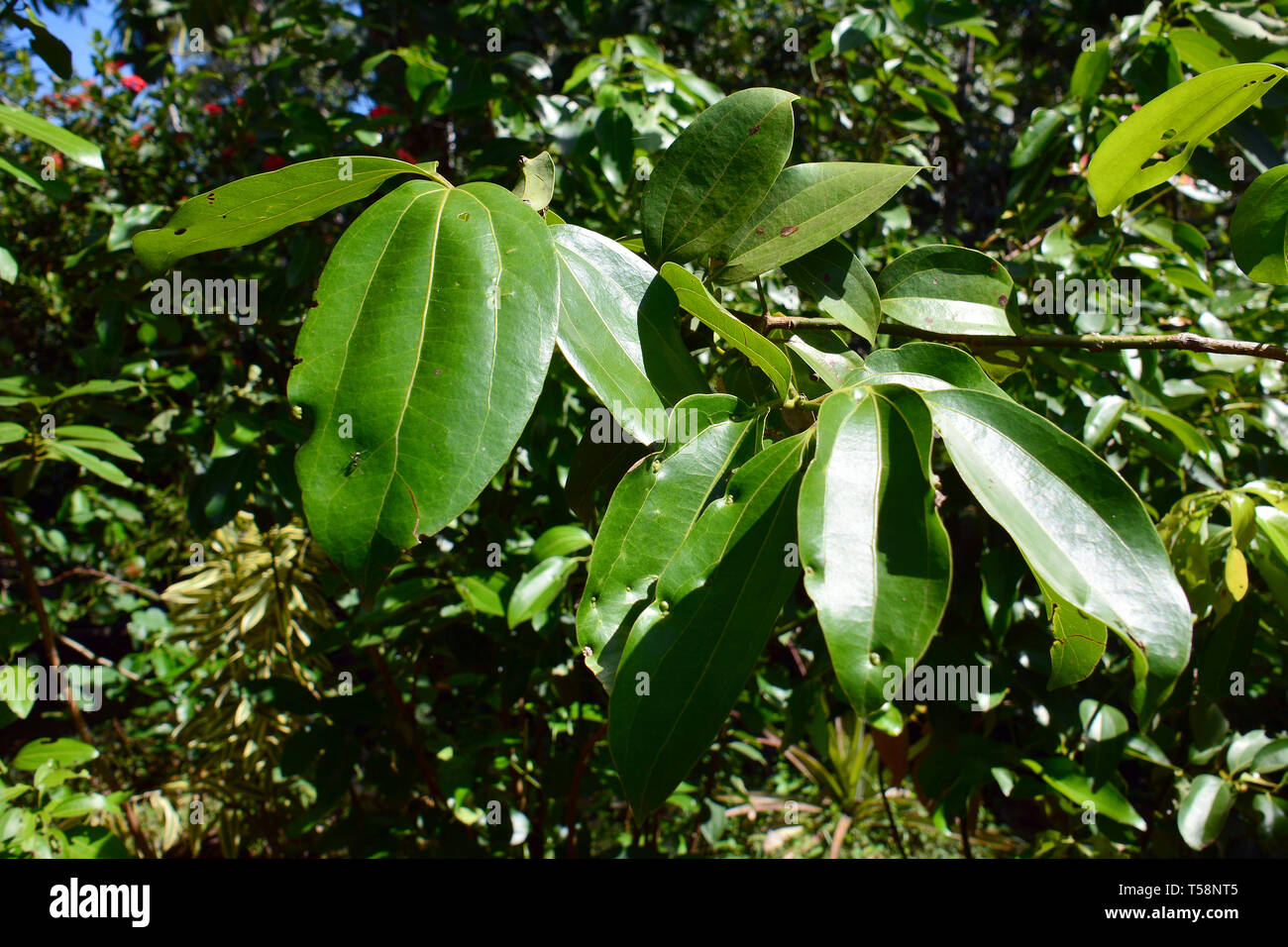 Cannelier, Sri Lanka. Fahéjfa, Cinnamomum verum, Srí Lanka Photo Stock ...