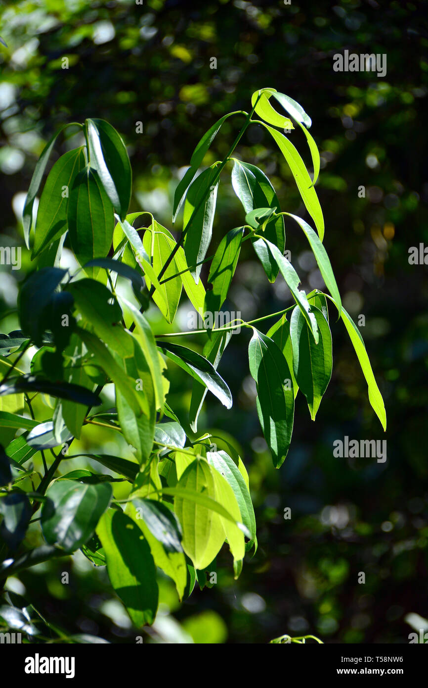 Cannellier arbre Banque de photographies et d’images à haute résolution ...