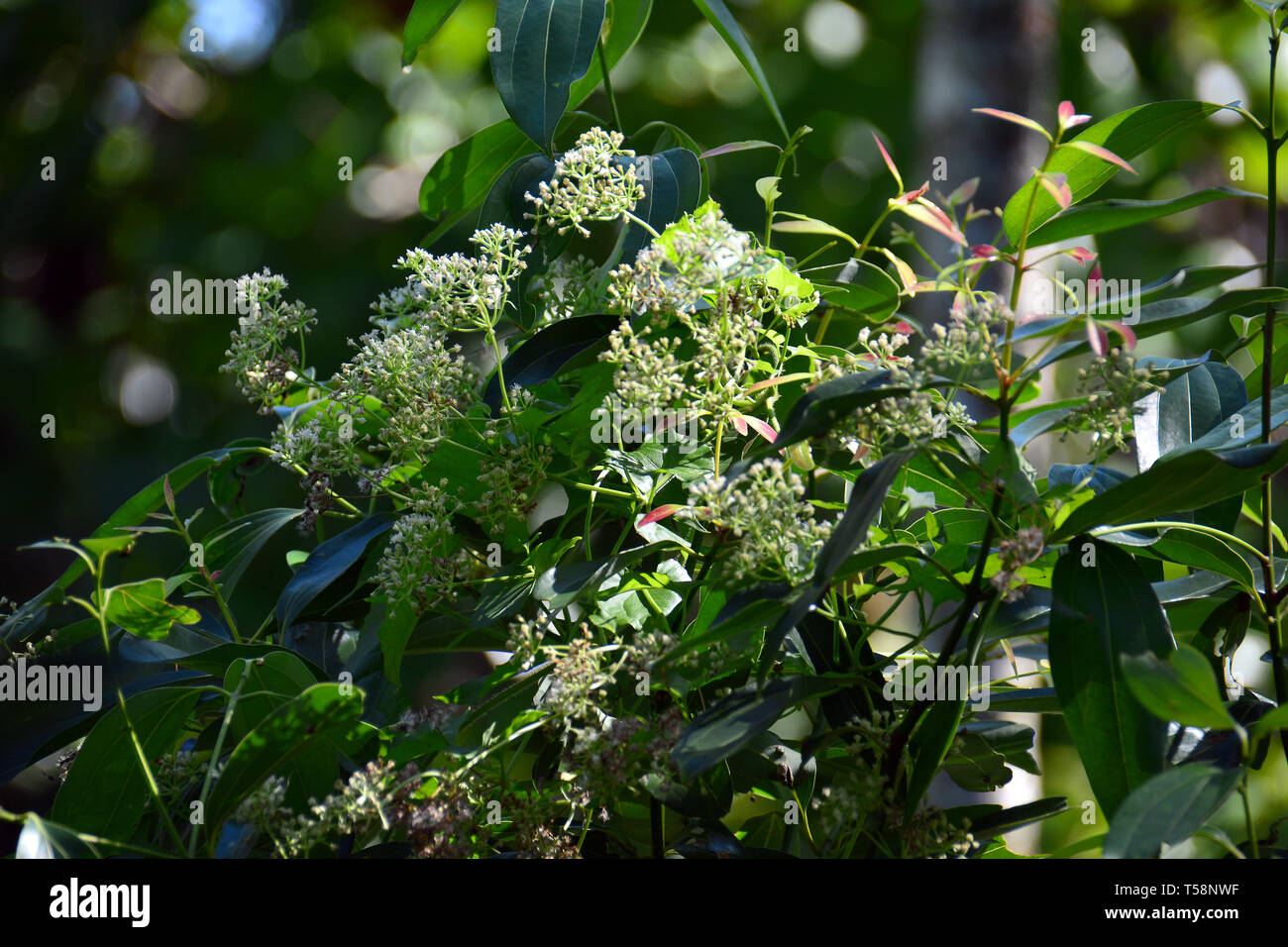 Cannelier, Sri Lanka. Fahéjfa, Cinnamomum verum, Srí Lanka Photo Stock ...