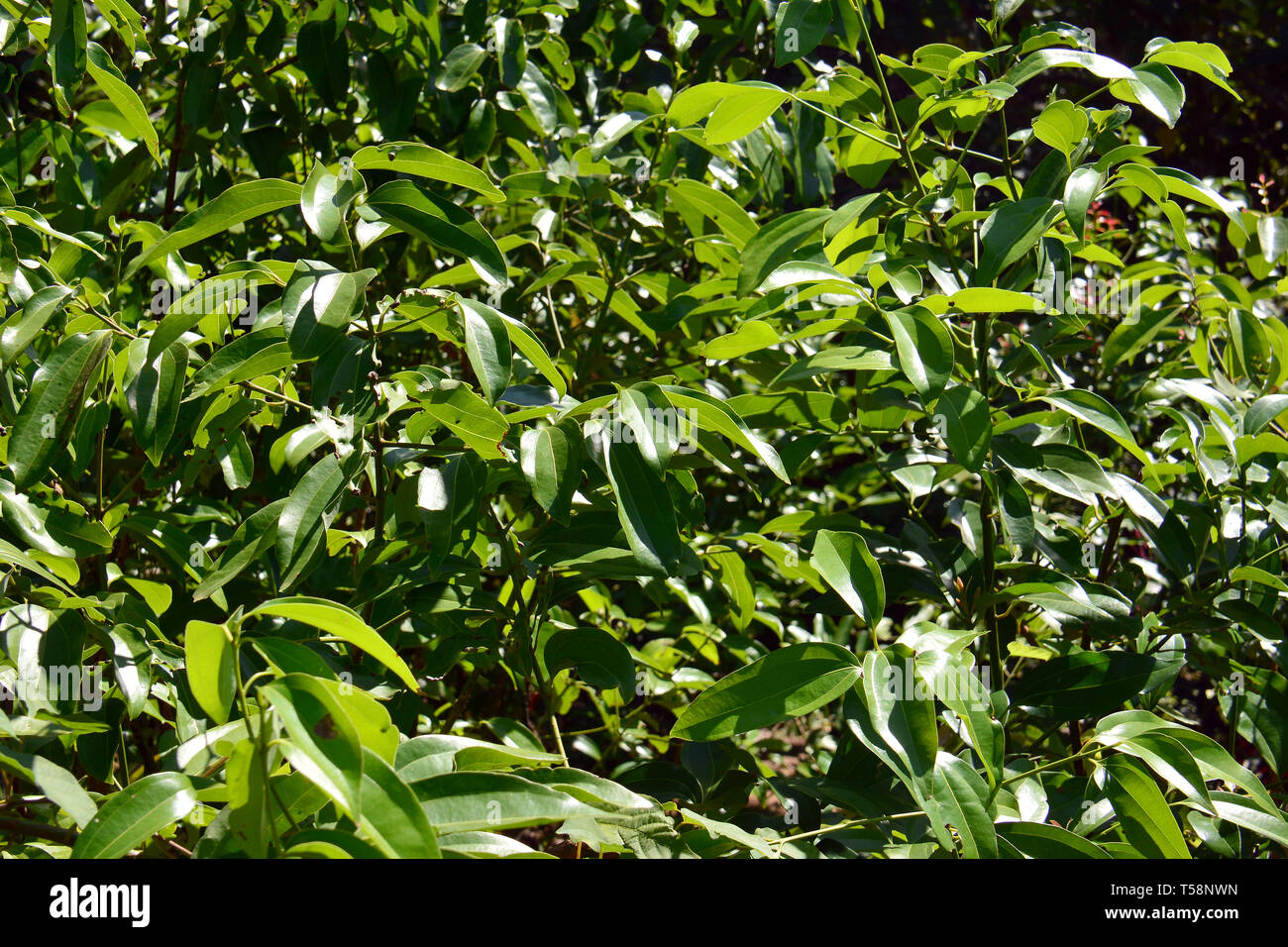 Cannellier arbre Banque de photographies et d’images à haute résolution ...