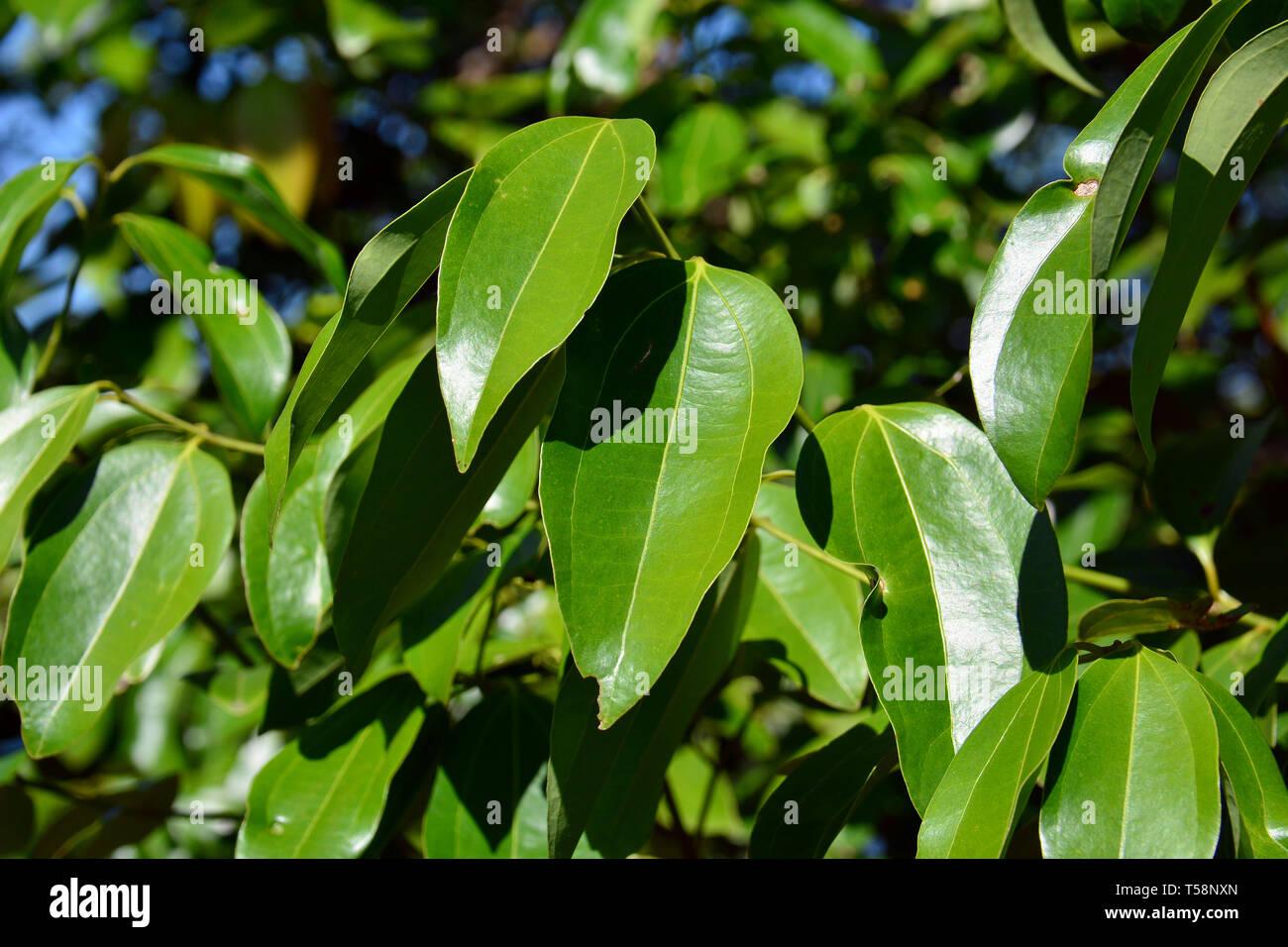 Cannelier, Sri Lanka. Fahéjfa, Cinnamomum verum, Srí Lanka Photo Stock ...
