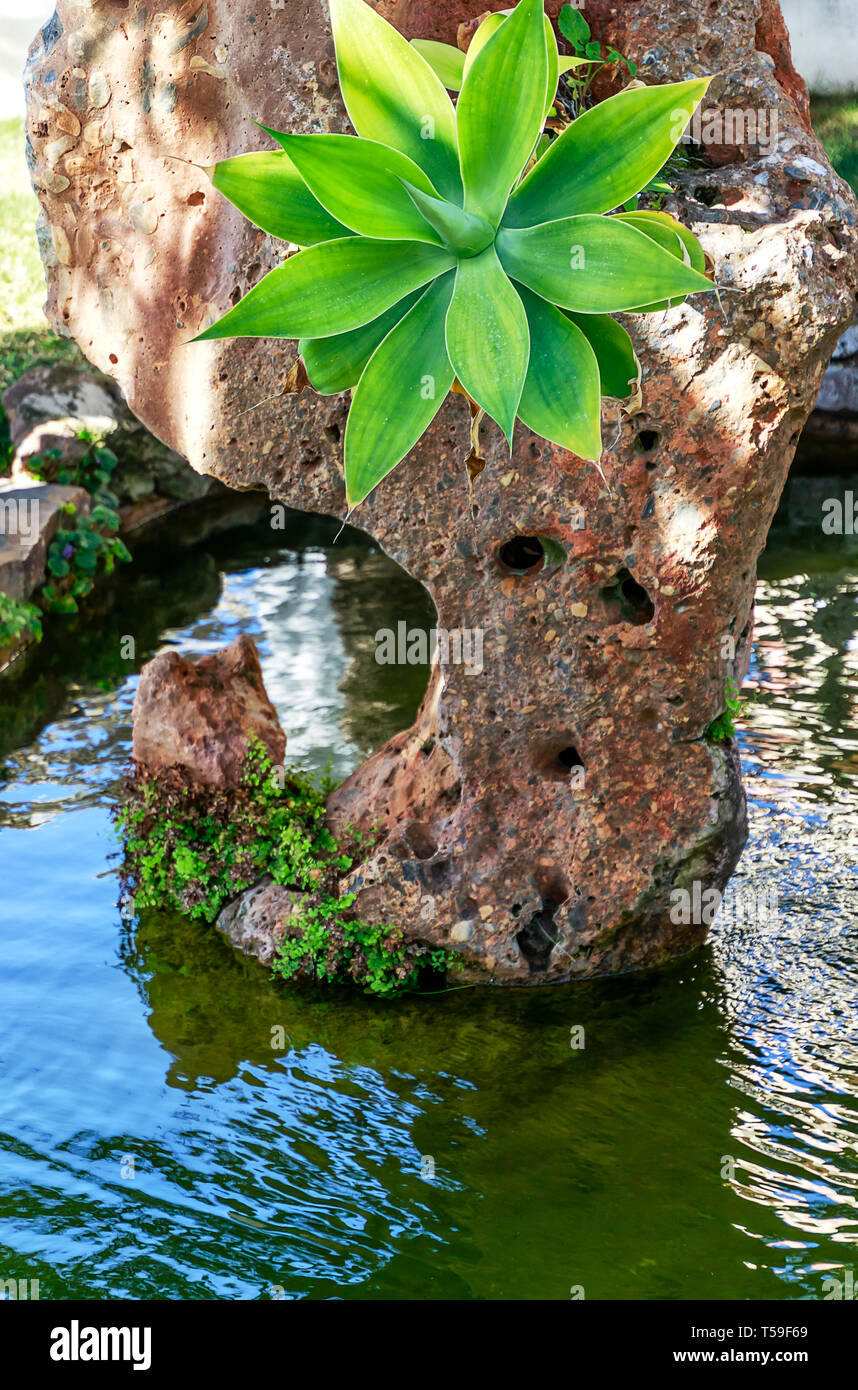 Agave attenuata Agave Queue de Renard, une plante vivace formant une ...